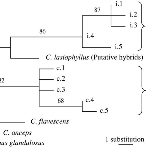 One Of 16 Equally Parsimonious Trees Using Unique Haplotypes From The