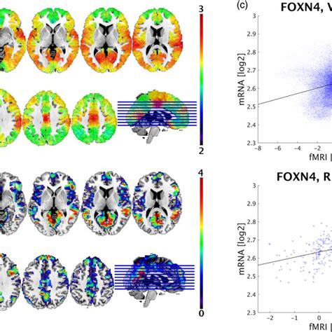 Comparison Of Task‐specific Functional Brain Activation And Mrna Download Scientific Diagram
