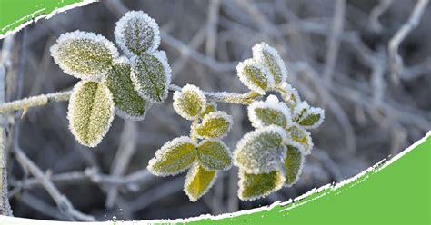 Как да предпазим овошките от измръзване Gardenmax