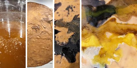 Plain Scoby Amandine Fery