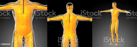 인간의 근육의 3d 렌더링 의료 일러스트 3차원 형태에 대한 스톡 사진 및 기타 이미지 3차원 형태 건강관리와 의술 근육