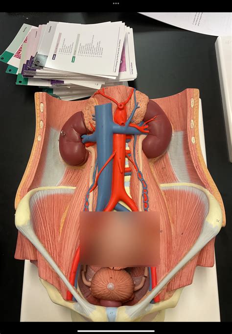 Dual Sex Urinary Model Diagram Quizlet