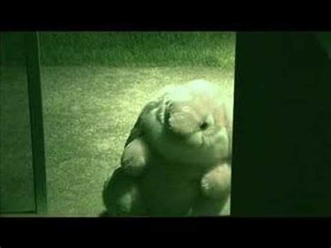 Space Alien Captured On Tape Youtube