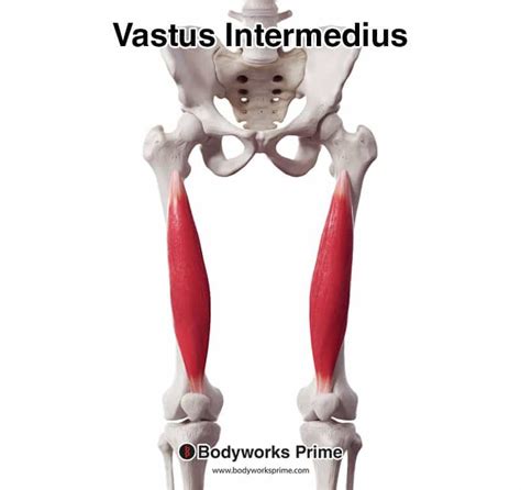 Quadriceps Muscle Anatomy Bodyworks Prime