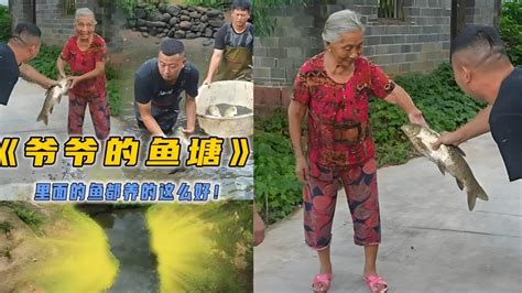 花1200元包下爷爷家的鱼塘，里面的鱼竟养的这么好！｜花600元帮粉丝朋友包下个荒塘，看看能上多少货？｜在百亩瓜地摘1000斤西瓜，没想到里面