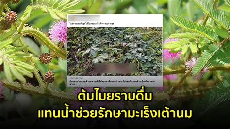 ข่าวปลอม อย่าแชร์ ต้มไมยราบดื่มแทนน้ำช่วยรักษามะเร็งเต้านม ศูนย์