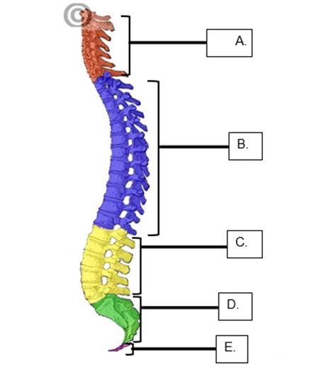 Label The Spinal Column Diagram Quizlet