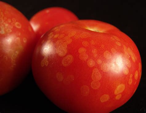 Gray Mold Of Tomato Scouting Guides For Problems Of Vegetables