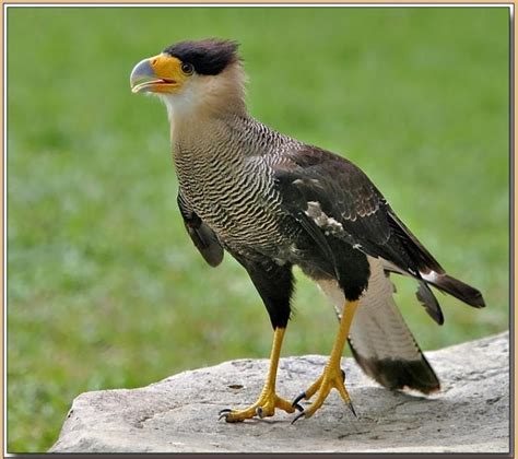 Crested Caracara Facts Size Range Diet Pictures And More