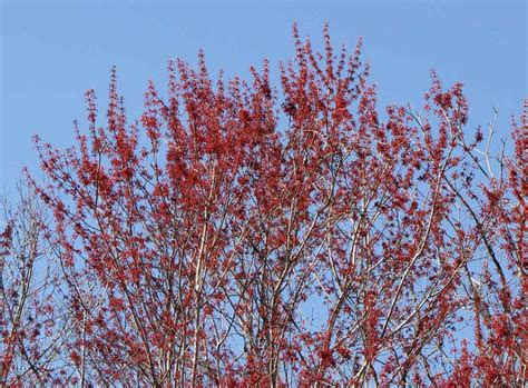 A Redbud Tree Or Not A Redbud Rural Ramblings