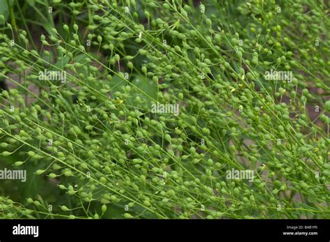 Wild Flax Linseed Dodder Camelina Sativa Plants With Seeds Stock