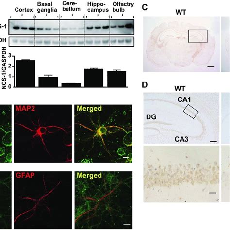 Localization Of Neuronal Calcium Sensor 1 Ncs 1 In The Mouse Brain