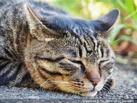寝ているキジトラ猫の顔のクローズアップの写真・画像素材 5825728 Snapmart（スナップマート）