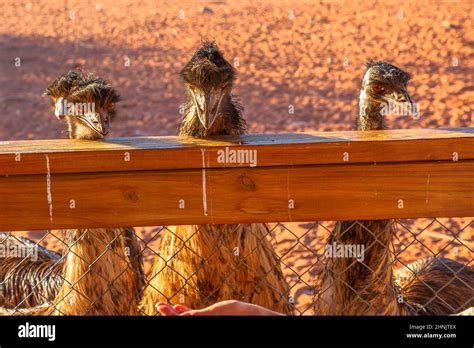 Australian Emus Feeding At Sunset In Australia Northern Territory