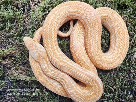 T Albino Pacific Striped Gopher Snake By A Arons Snakes Morphmarket