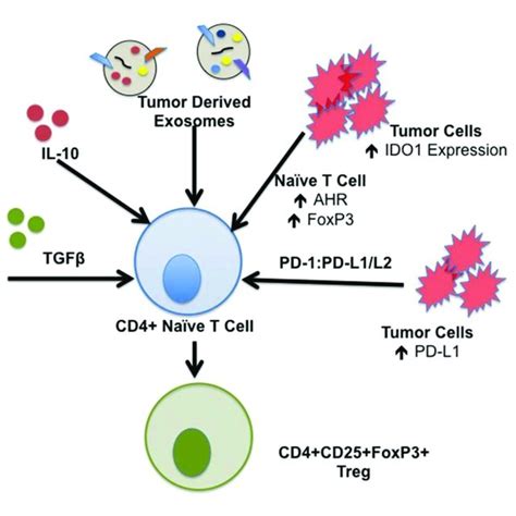 Tumor Cell And Treg Homing Interactions Treg Home To The Tme Through