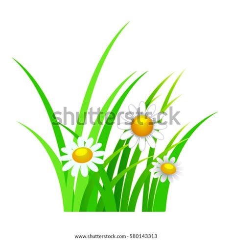 Vector Isolated Grass Daisy Stock Vector Royalty Free 580143313 Shutterstock