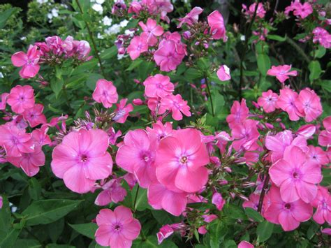 Perennial Pleasures Nursery Phlox Rijnstroom Is A Clear Salmon Pink