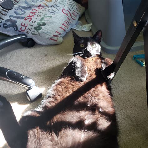 He Loves To Show Off His Belly Scrolller
