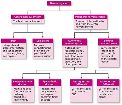 Nervous System Flow Chart