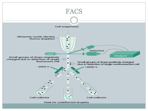 Fluorescence Activated Cell Sorting Facspptx