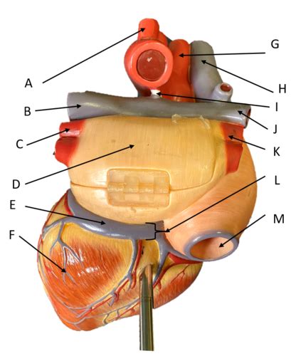 Posterior Heart Diagram Quizlet