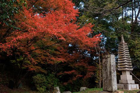 2023紅葉輝く京都 晩秋岩屋寺 花景色K W C PhotoBlog