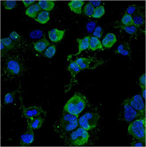 Pericyte Markers Primary Antibodies