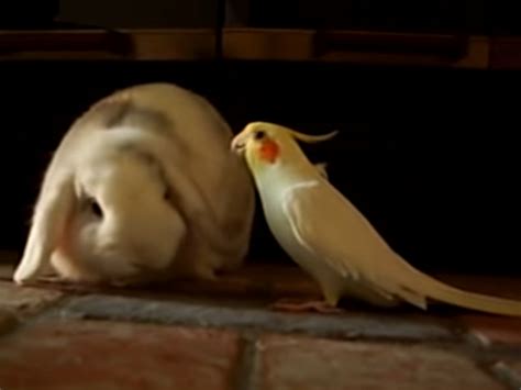 歌いたいオカメインコvs嫌がるウサギ 終わらない名曲メドレーの結末に視聴者圧がすごい笑 オトナンサー