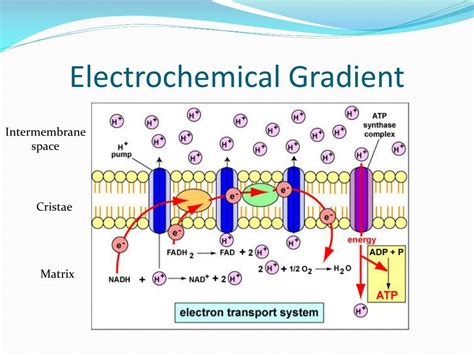 Examples Of Electrochemical Gradient At George Ochoa Blog