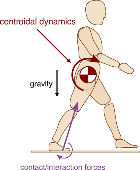 illustration of the centroidal dynamics and its connection to the