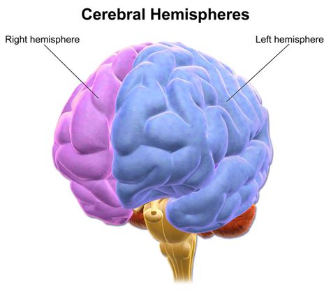 Forebrain Diagram