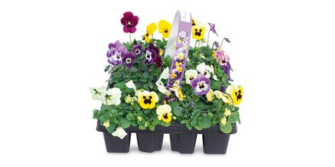 Plants And Flowers Aldi Uk