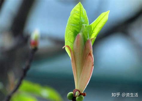 一花一世界 知乎