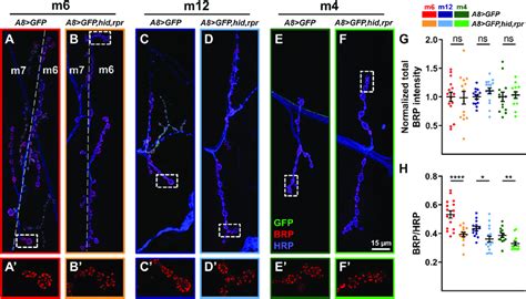 Quantification Of Brp Levels At 1b Nmjs A F Representative Brp