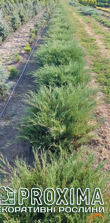 Ялівець козацький Глаука, Juniperus sabina Glauca ціна, купити Київ ...