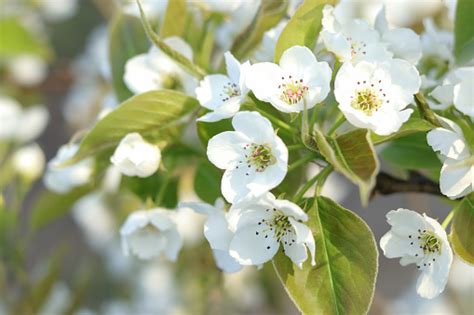 클로즈업 나무가 피어납니다 가지 흰색 꽃 녹색 잎 아름다운 나무가 피어납니다 봄 과수원 여름 화창한 날 자연 과일 나무 꽃입니다 꽃 배경입니다 공간을 복사합니다 배 꽃 0