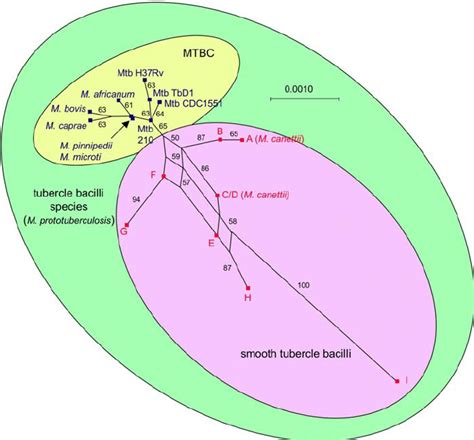 Splits Graph Of The 17 Concatenated Sequences Of The Six Housekeeping