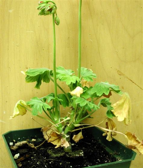 Geranium Pythium Root Rot Greenhouse Horticulture