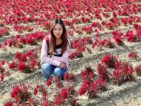 台南市學甲區 台南景點 台南學甲蜀葵花 徜徉花海 賞花活動 交通方式 台南旅遊 學甲景點 台南景點推薦 蛋寶趴趴go旅遊