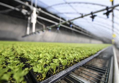 育苗备耕迎立春中国农科新闻网