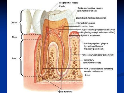 Учение о соединениях костей Arthrologia презентация онлайн
