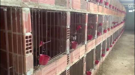 Vídeo Polícia prende suspeitos de serem responsáveis por rinha de galo