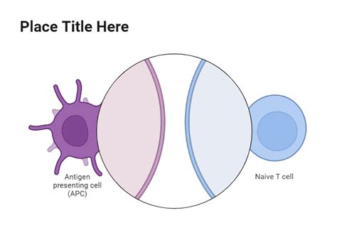 Apc And T Cell Callout Layout Biorender Science Templates