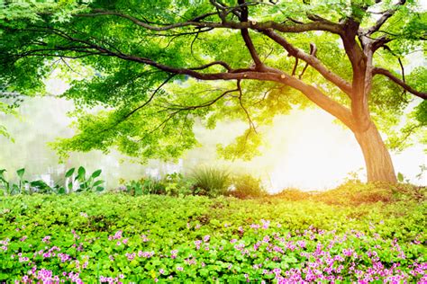 Hidden” Value Of Trees Far Exceeds Their Commercial Value •