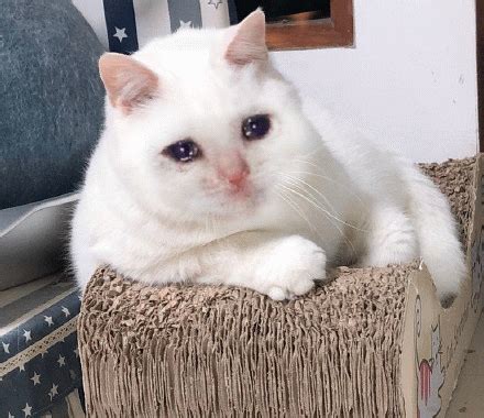 流泪猫咪表情包图片gif动图 求表情网 斗图从此不求人