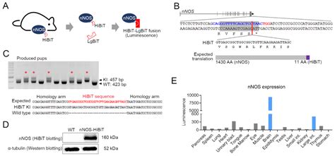 Positive Correlation Between Nnos And Stress Activated Bowel Motility