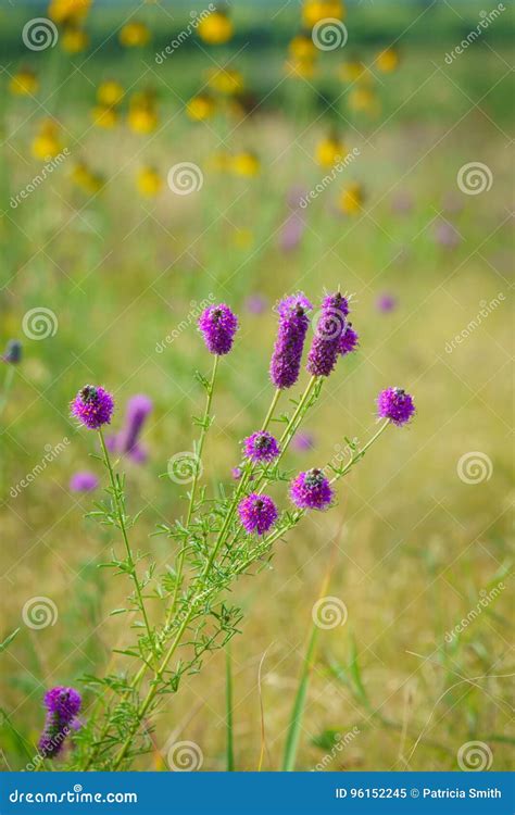 Field Of Purple And Yellow Wildflowers Stock Image Image Of Summer