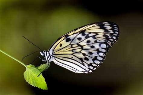 Free Images Nature Wing Flower Fly Summer Floral Wildlife