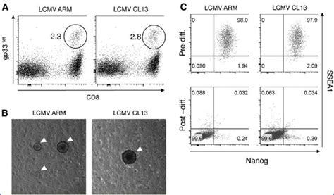 Reprogramming Of Exhausted Lcmv Specific Cd8 T Cells A B6129 Oksm